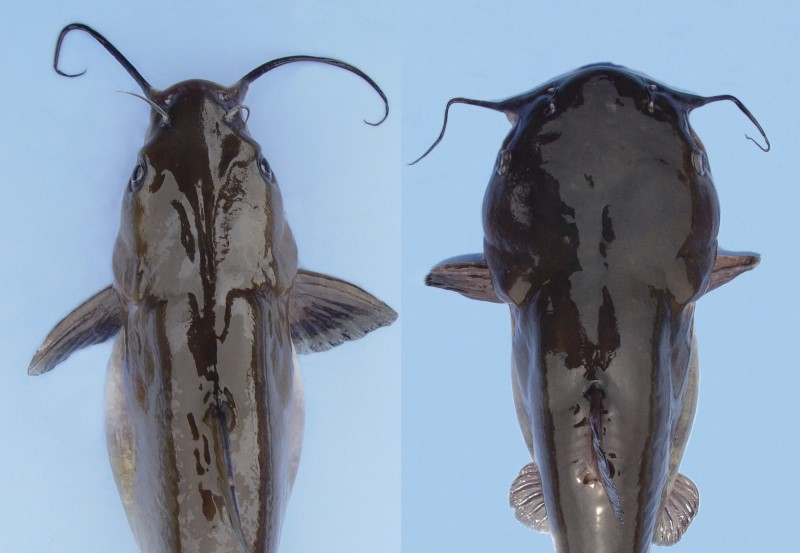 White Catfish White Catfish