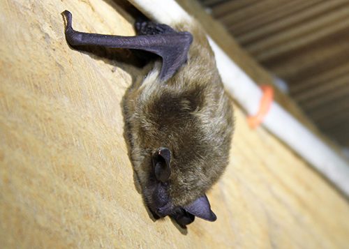 Connecticut Celebrates Bat Week from October 24