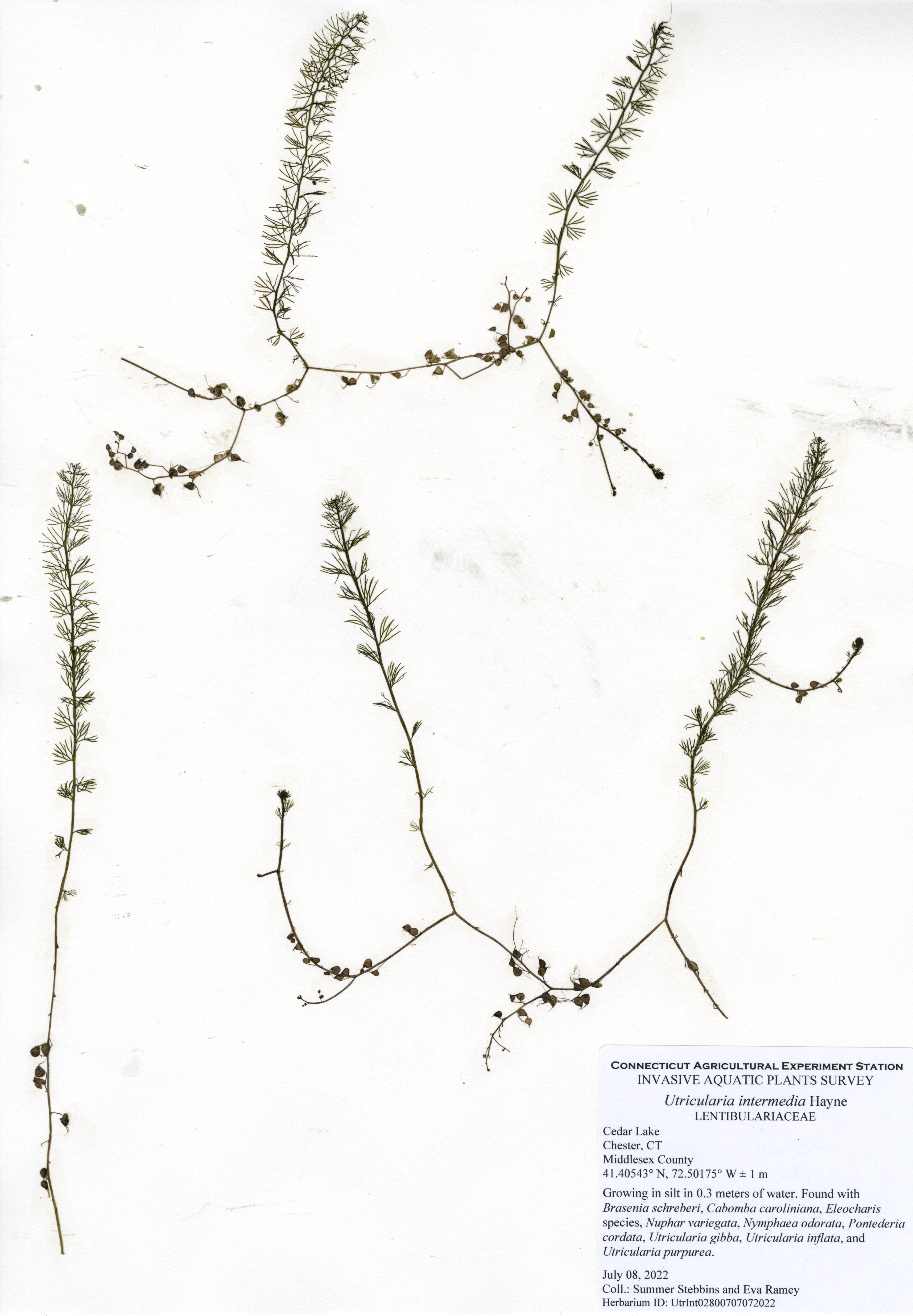 utricularia intermedia