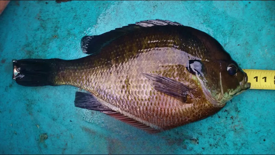 Freshwater Record Fish