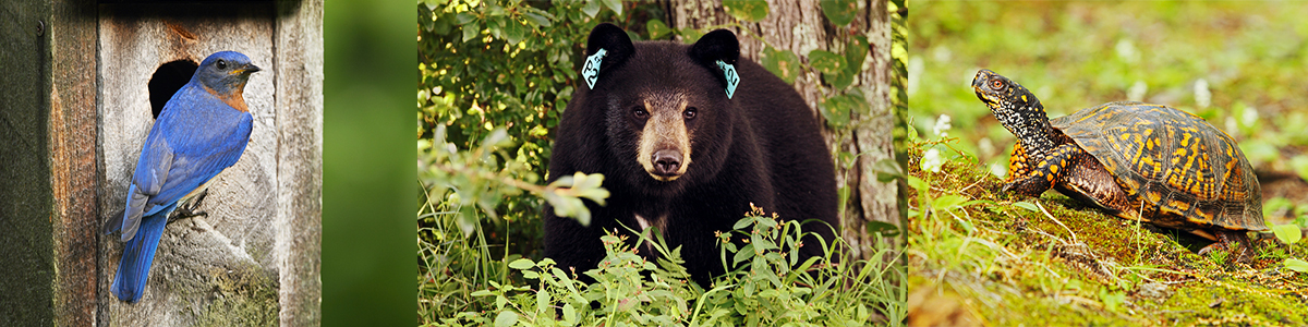 Meet the DEEP Wildlife Division